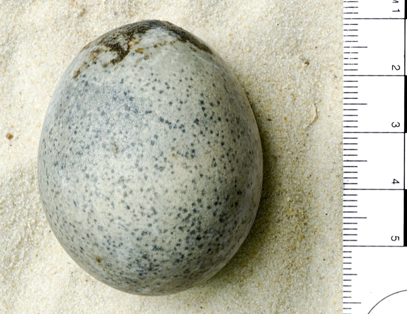 This 1,700-Year-Old Egg, Which Still Holds Its Contents, Is a ‘World First’