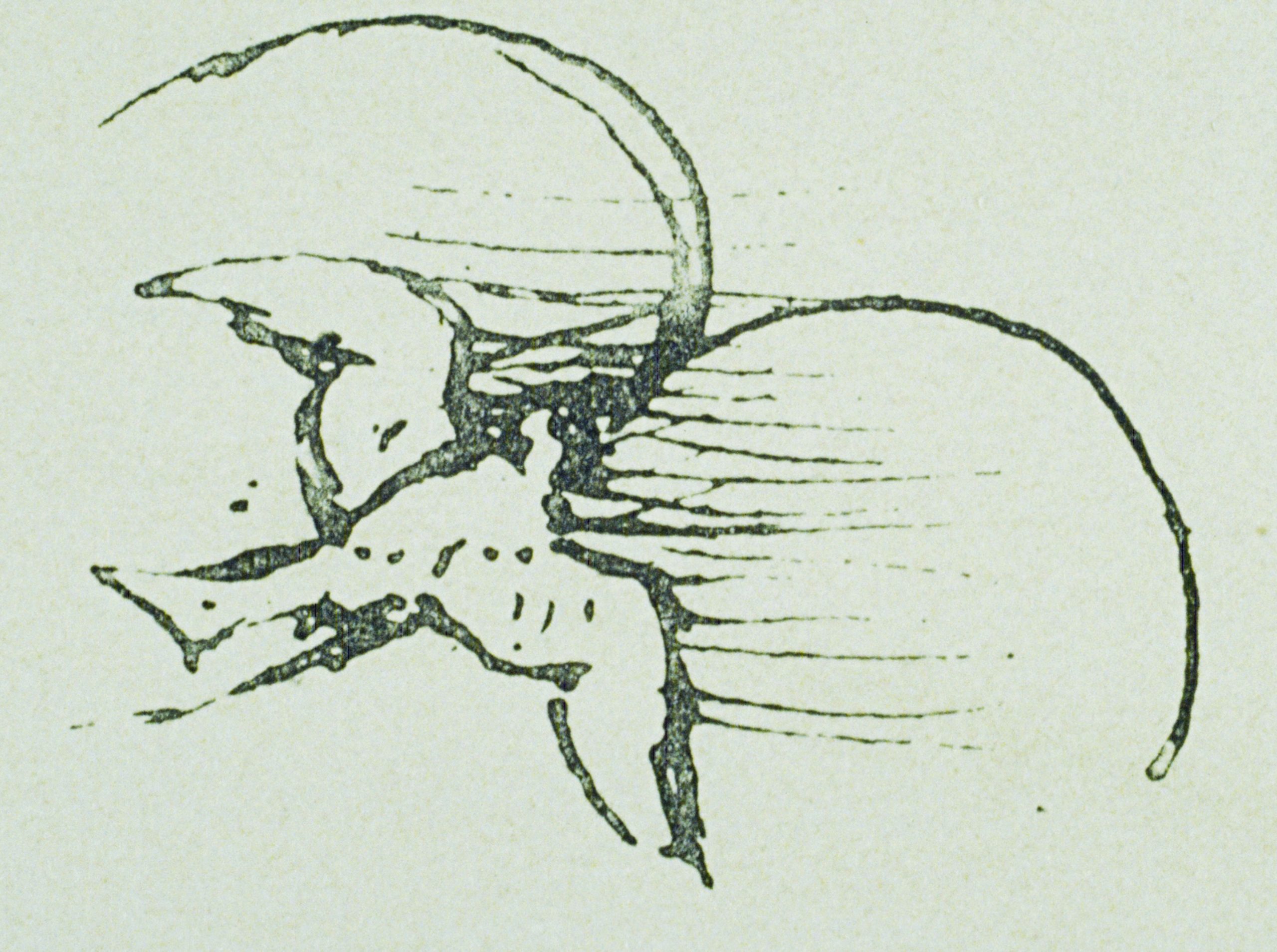 Art Bites: Was Leonardo da Vinci the Original Bird Lady?